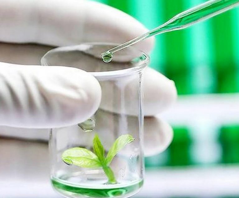 Plant Tissue Analysis - Bona Venture